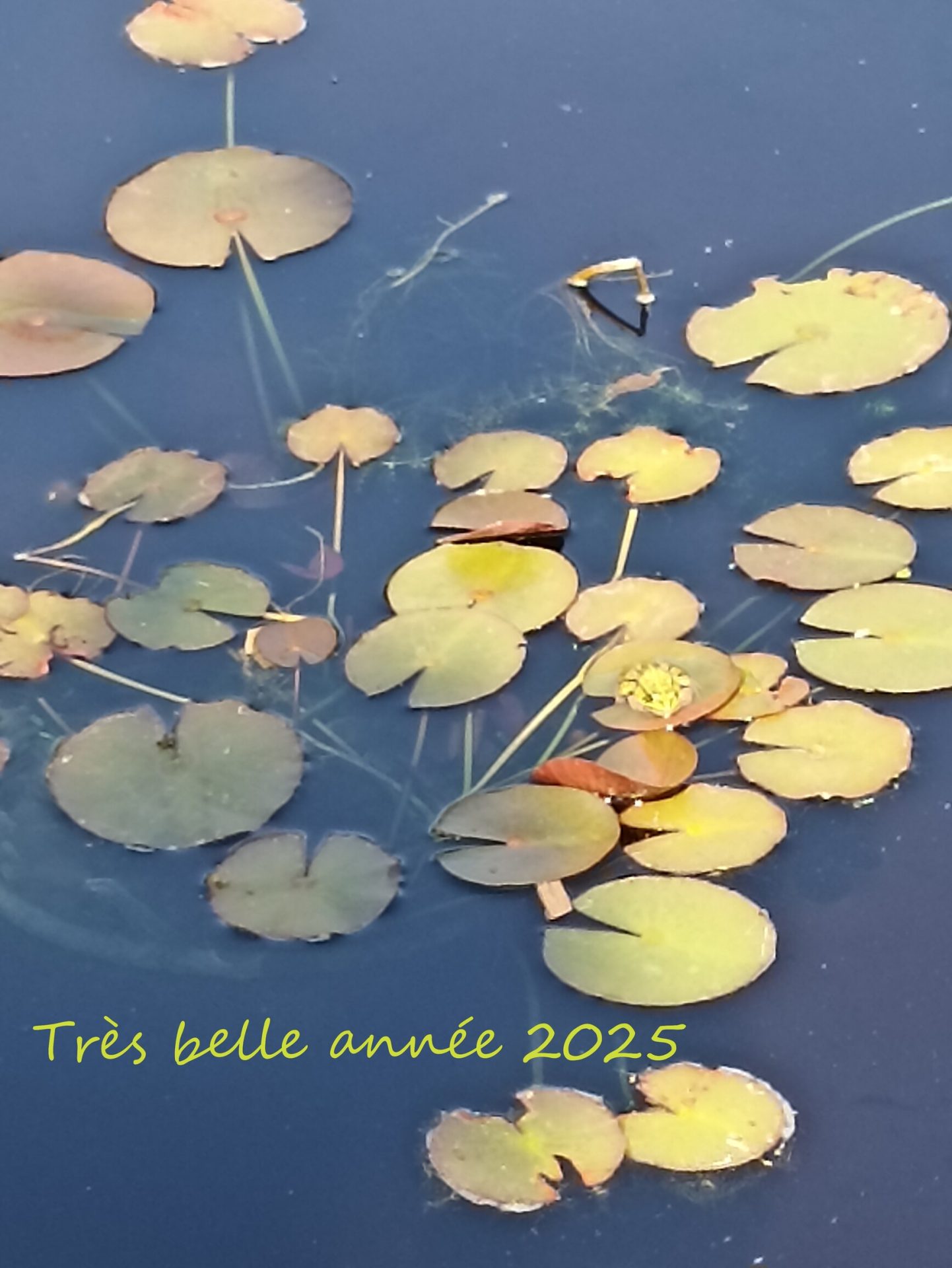 best wishes for the year 2025! - French Federation of the BuQi® System